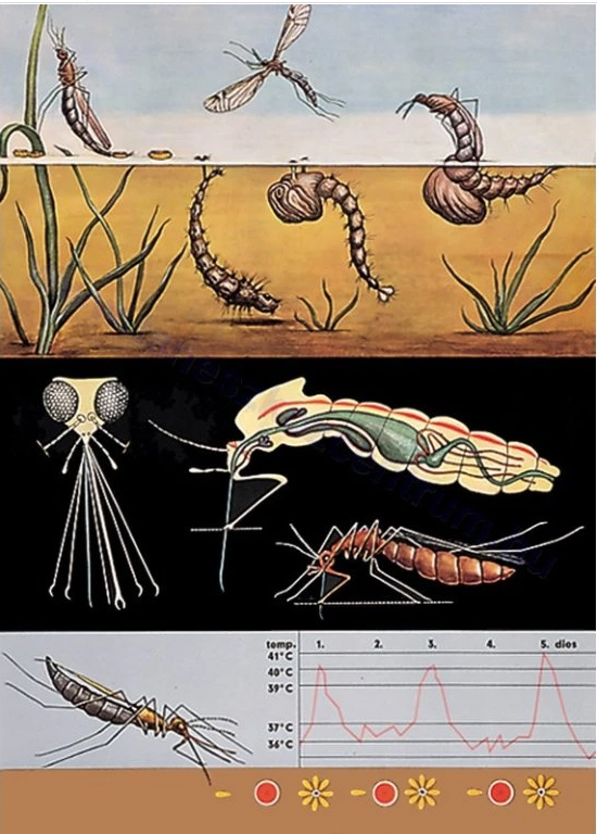 Zoológiai oktatótabló, zoológiai fali tabló, földigiliszta fali tabló ...